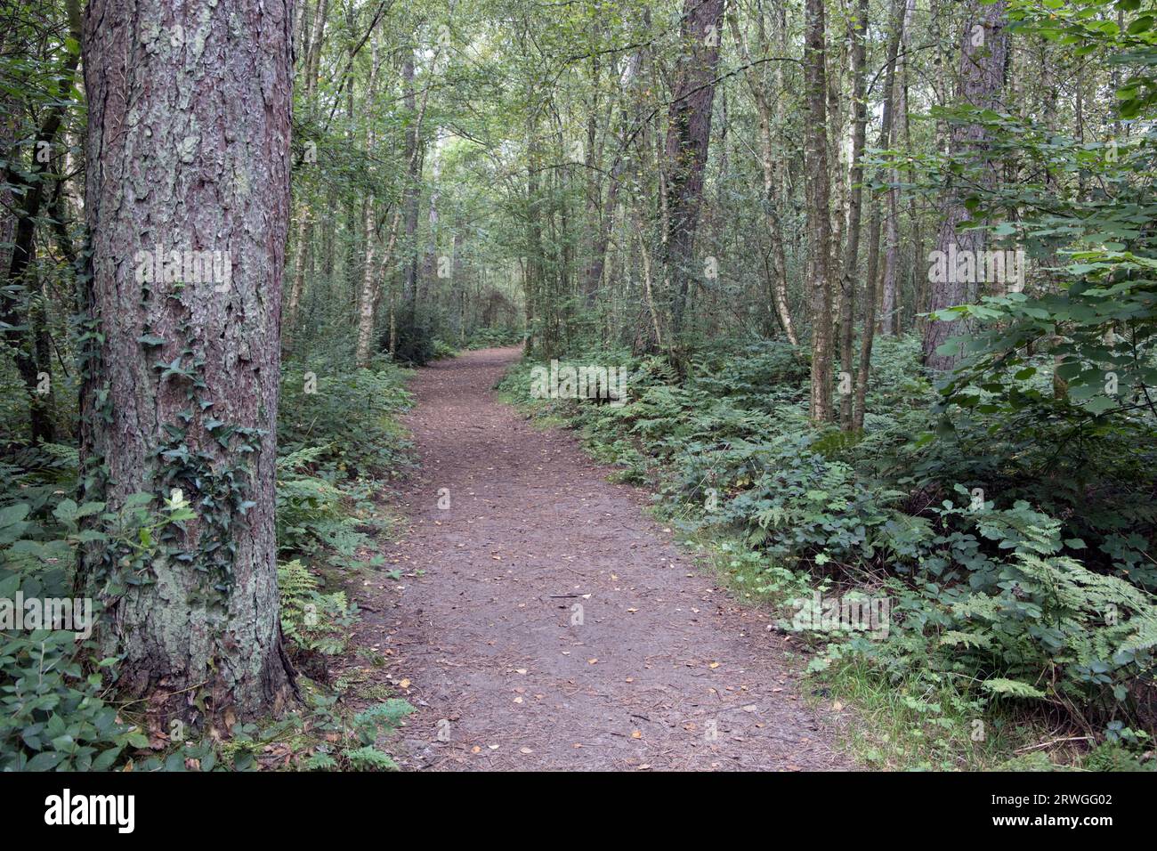 Woodland path through Llyn Parc Mawr national nature reserve Newborough ...