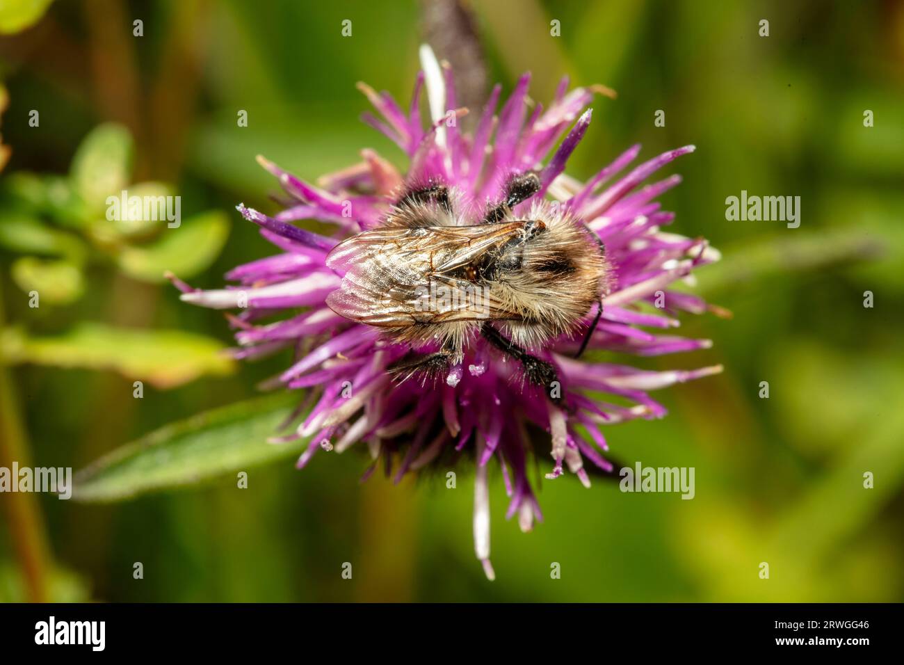 Natural close up wildlife representation of Bee on thistle-like flower ...