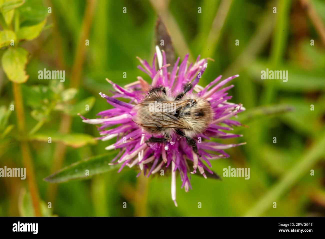 Natural close up wildlife representation of Bee on thistle-like flower ...