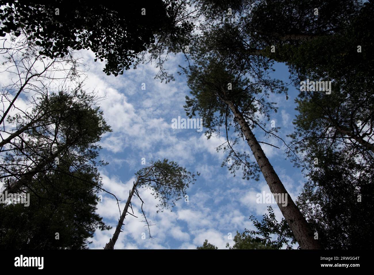 Worms Eye view of Corsican pines trees against blua sky Llyn Parc Mawr ...