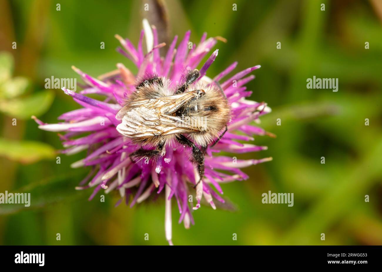 Natural close up wildlife representation of Bee on thistle-like flower ...