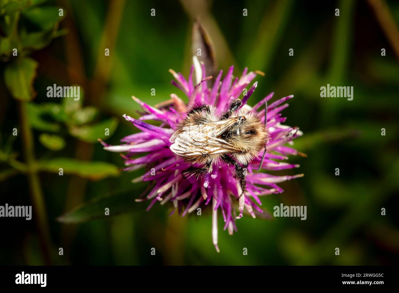 Natural close up wildlife representation of Bee on thistle-like flower ...