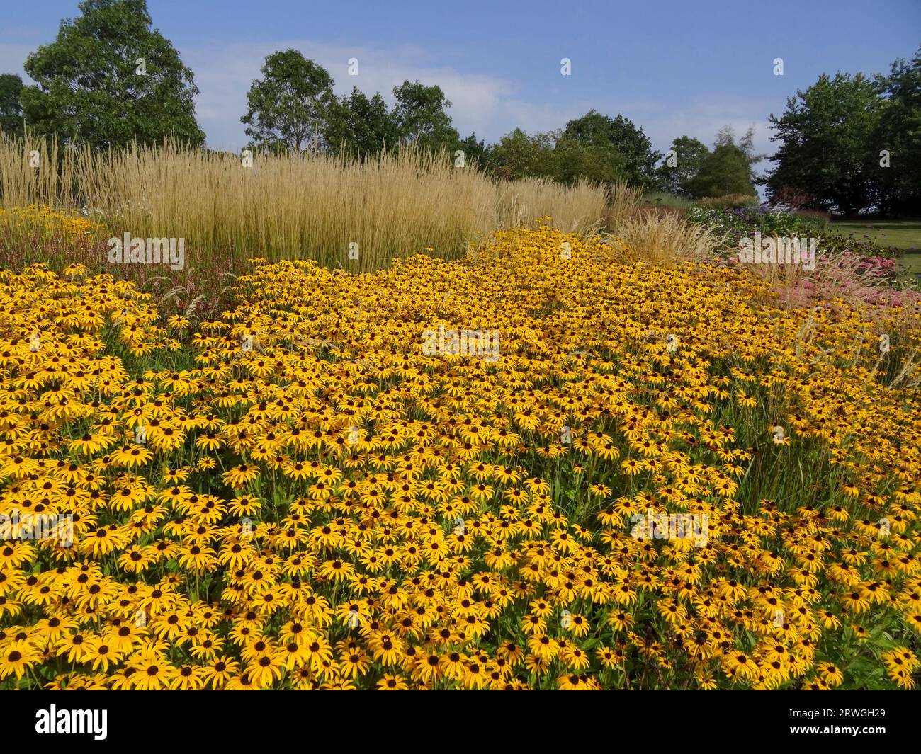 Natural close up glorious swathe of magical Rudbeckia fulgida in ...
