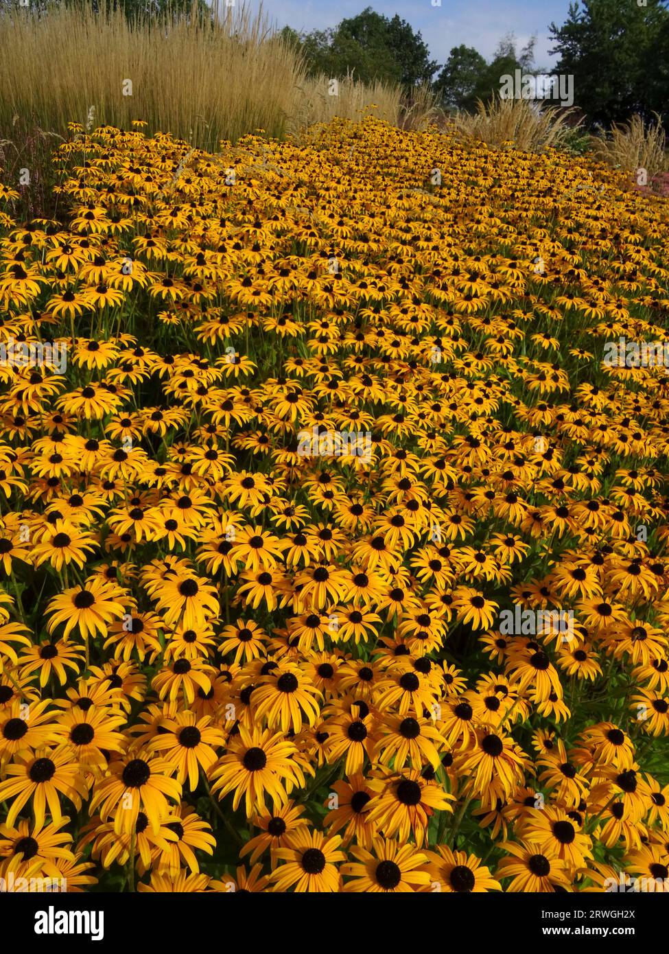 Natural close up glorious swathe of magical Rudbeckia fulgida in ...