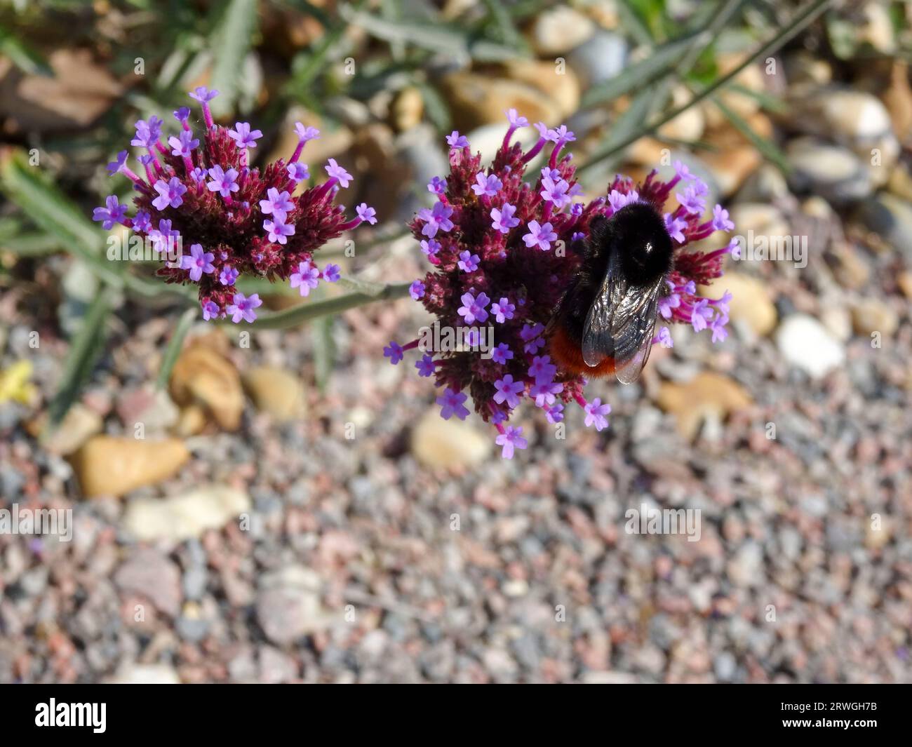 Industrious Bee foraging on Verbena Bonariensis. Natural close up ...