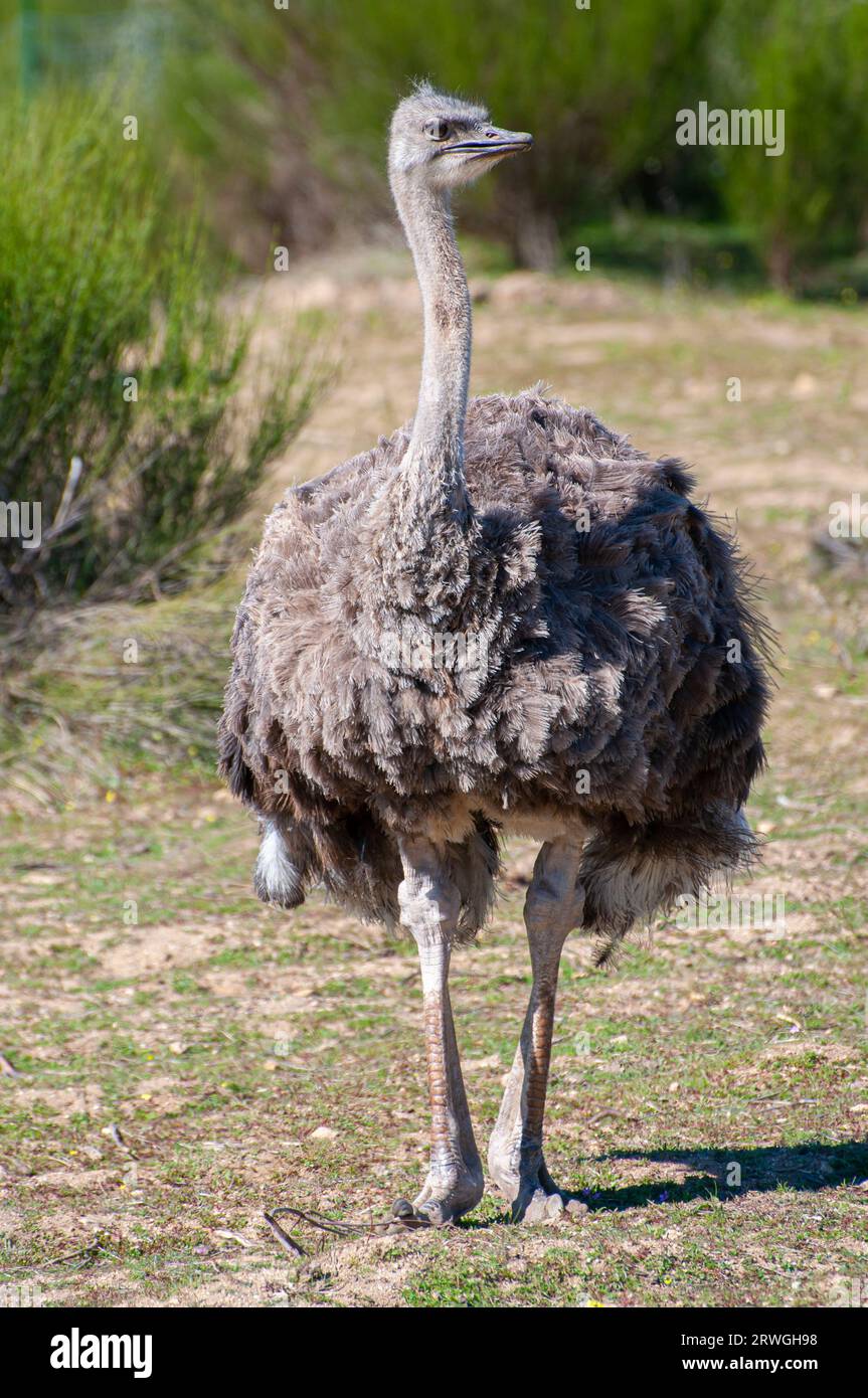 Lone ostrich, majestic against a vast African landscape. Long neck ...