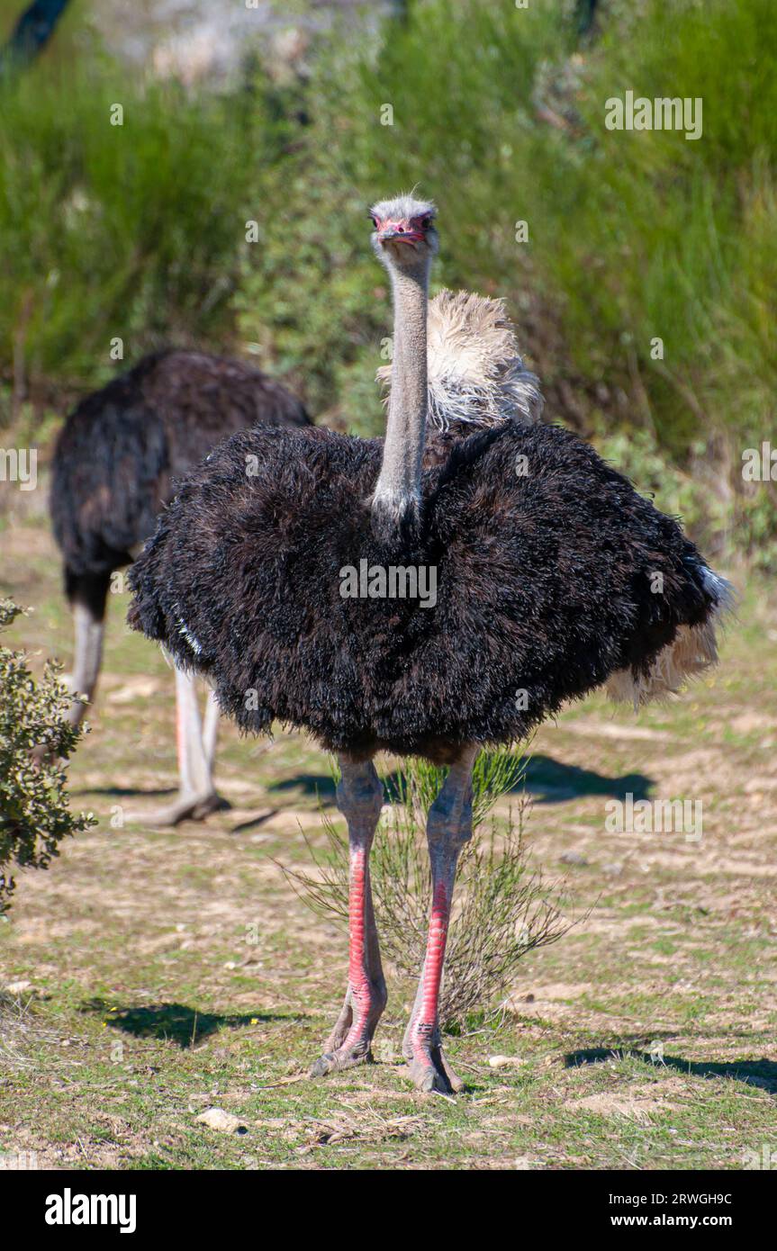 Intimate portrait, depth in its gaze. Curiosity and wonder in nature's ...