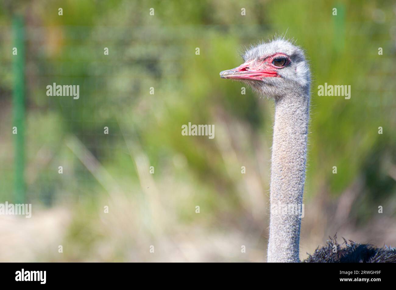 Lone ostrich, majestic against a vast African landscape. Long neck ...