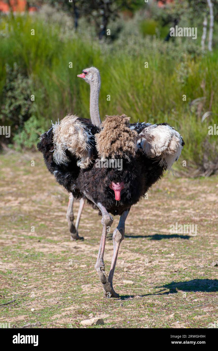 Intimate portrait, depth in its gaze. Curiosity and wonder in nature's ...