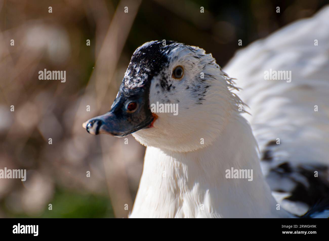 Vibrant green head, duck amidst gentle river ripples. Nature's tapestry ...