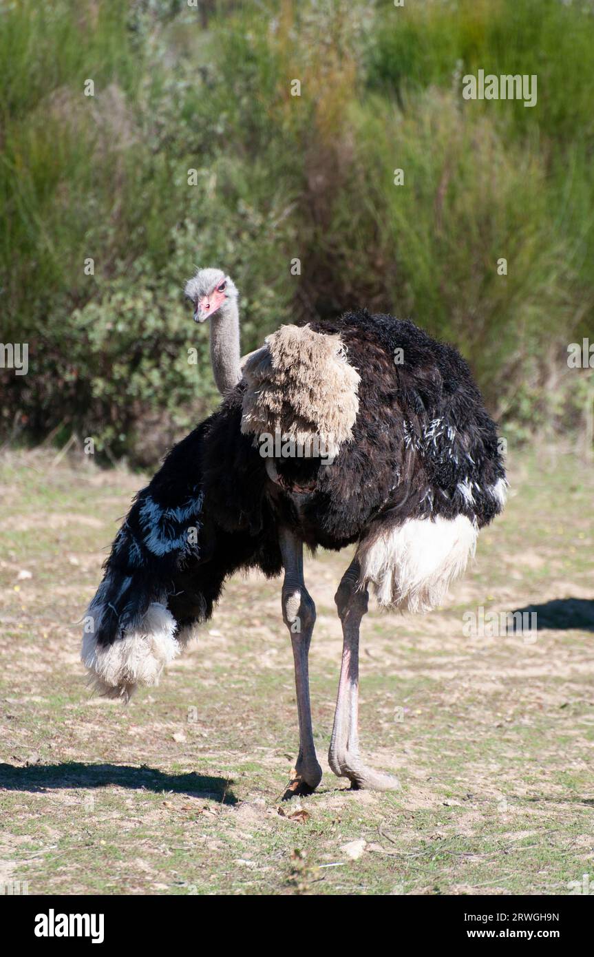 Lone ostrich, majestic against a vast African landscape. Long neck ...