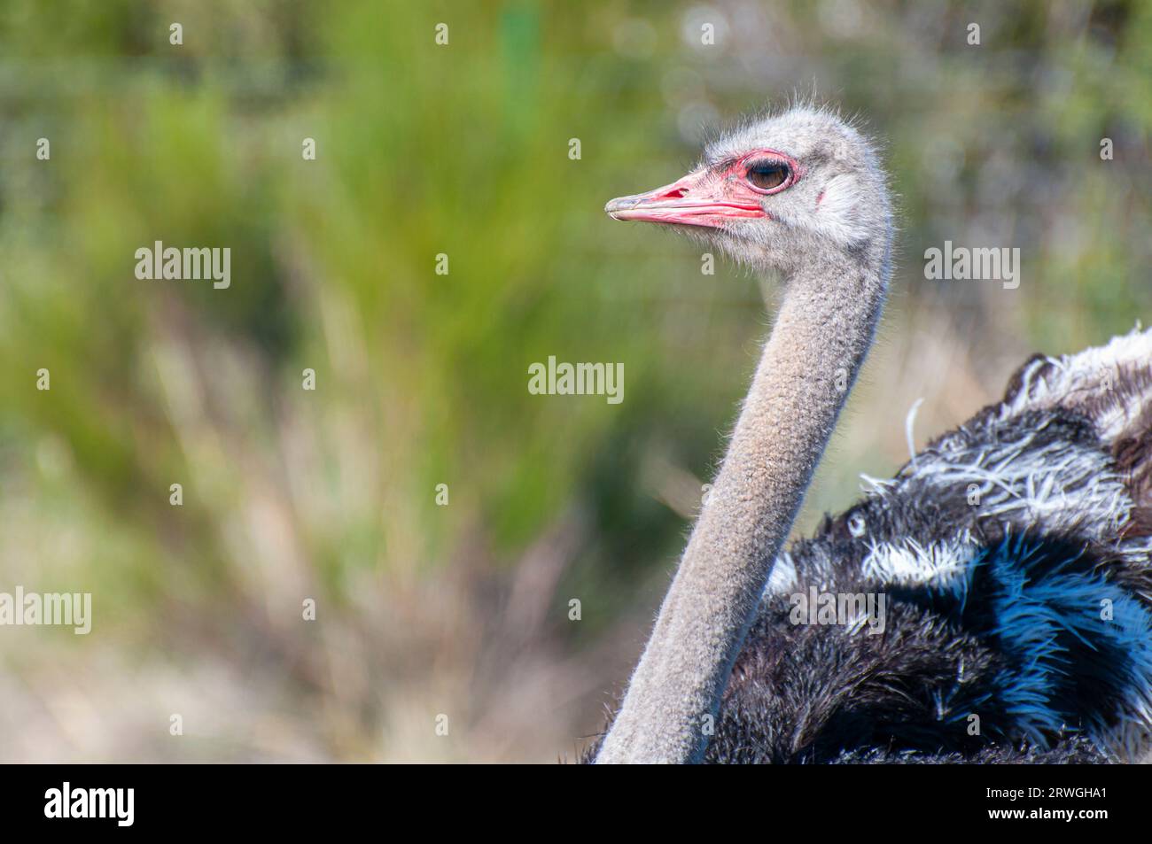 Lone ostrich, majestic against a vast African landscape. Long neck ...