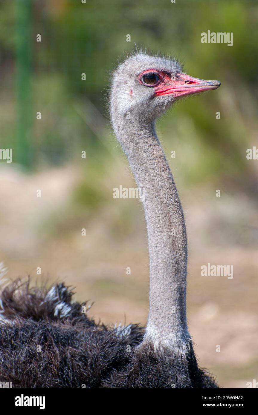 Intimate portrait, depth in its gaze. Curiosity and wonder in nature's ...