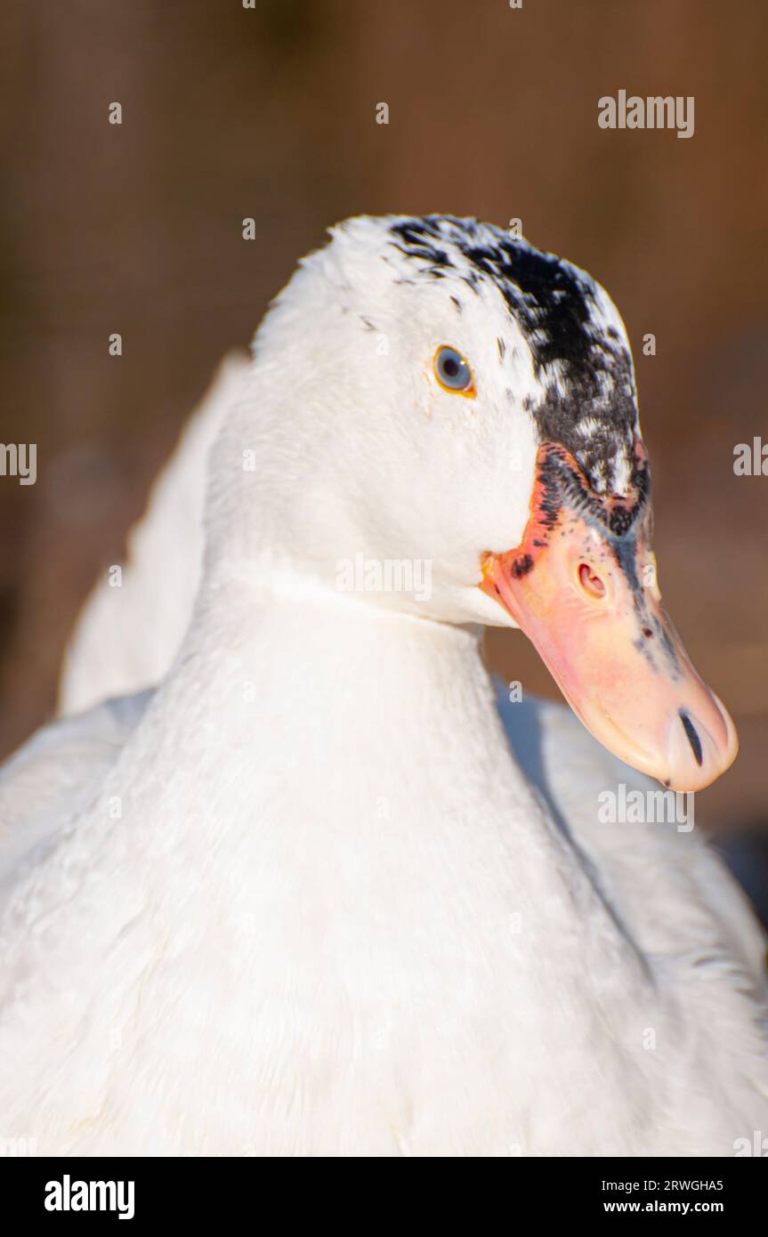 Graceful duck, shimmering reflection below. A calm river scene ...