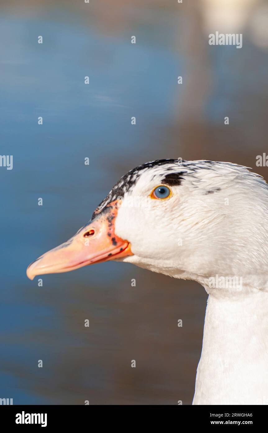Graceful duck, shimmering reflection below. A calm river scene ...