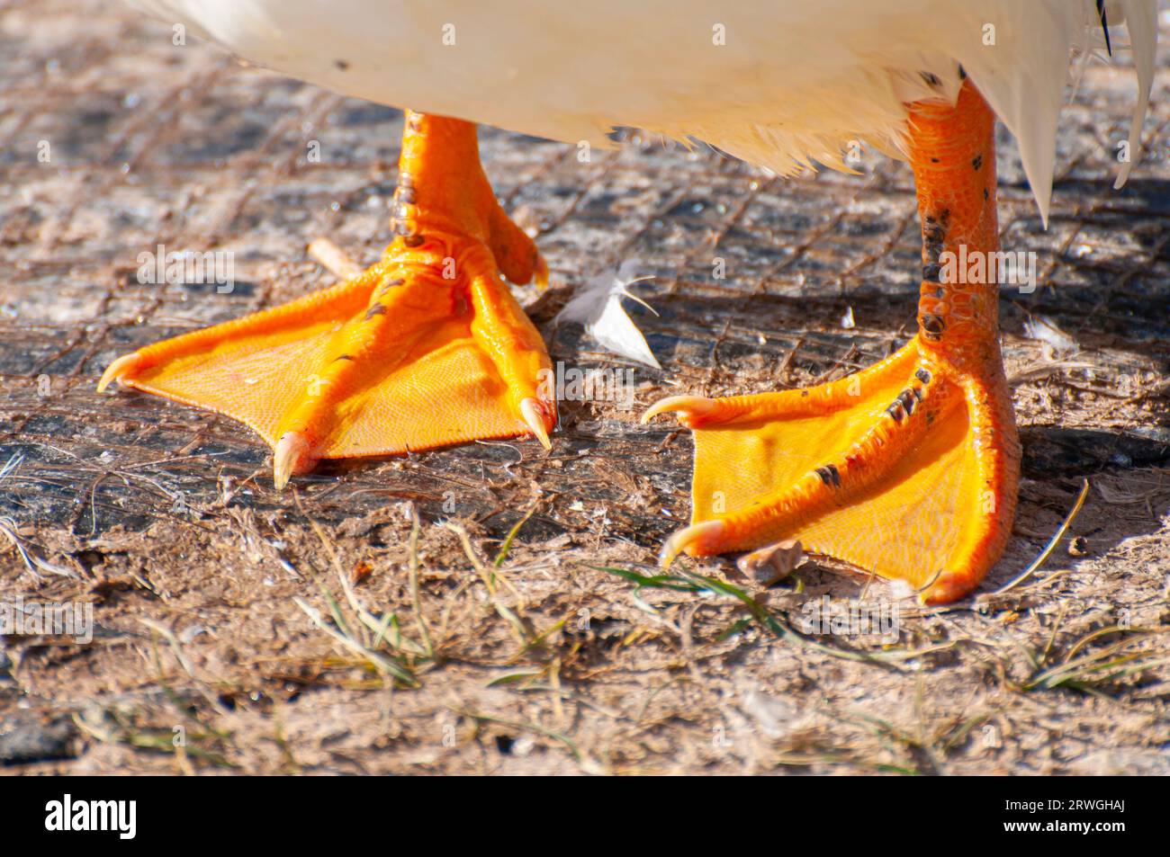 Vibrant green head, duck amidst gentle river ripples. Nature's tapestry ...