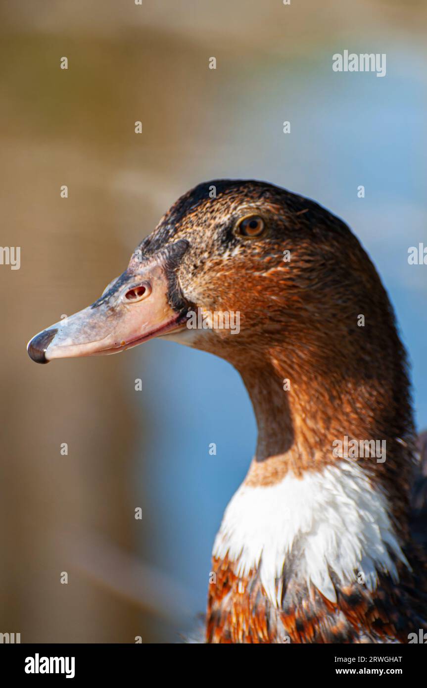 Vibrant green head, duck amidst gentle river ripples. Nature's tapestry ...