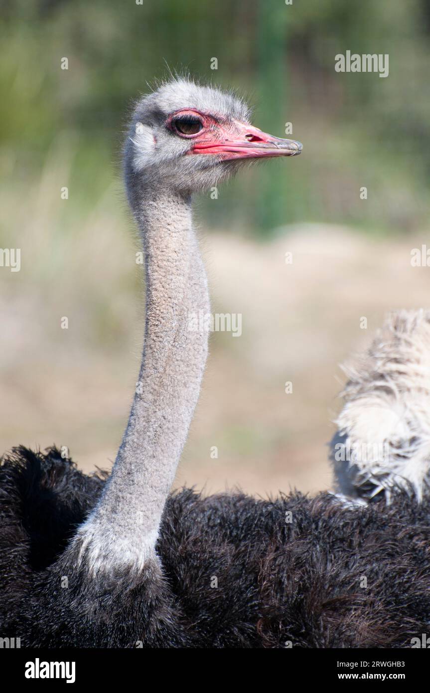 Lone ostrich, majestic against a vast African landscape. Long neck ...