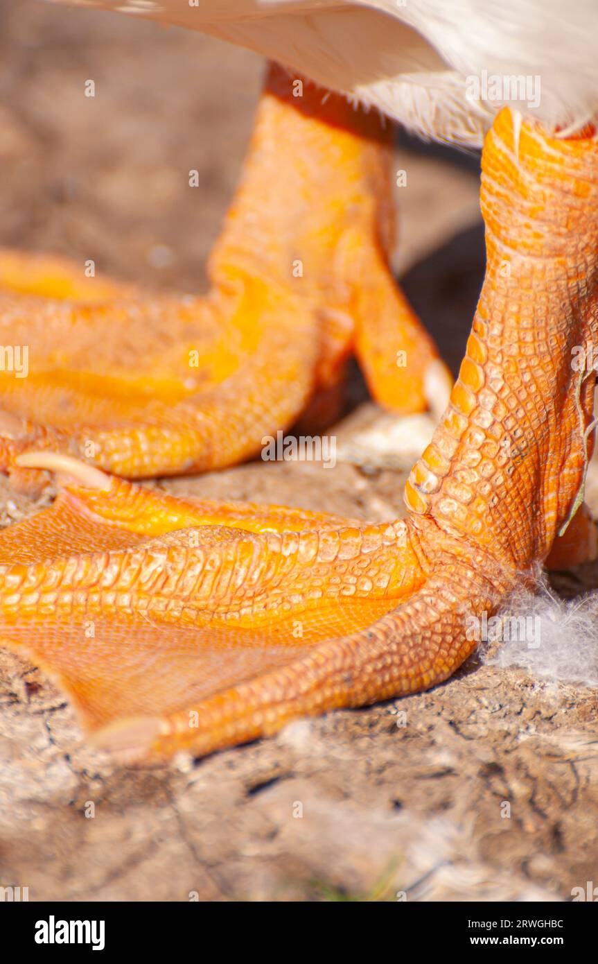 Graceful duck, shimmering reflection below. A calm river scene ...