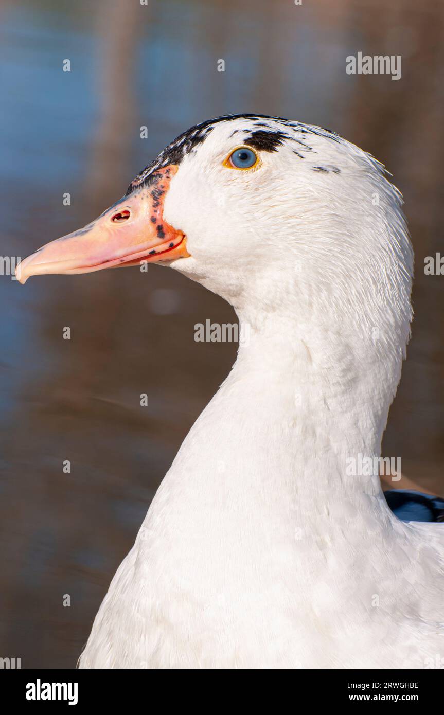 Graceful duck, shimmering reflection below. A calm river scene ...