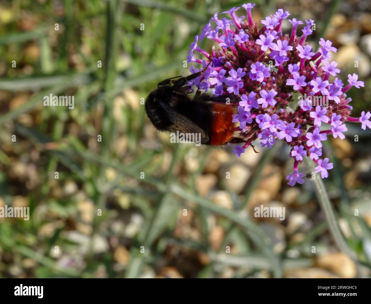 Industrious Bee foraging on Verbena Bonariensis. Natural close up ...