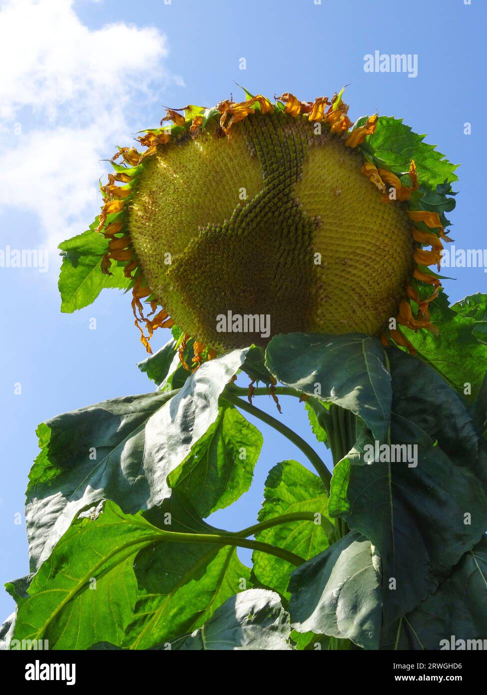 Massive Sunflower ‘Titan’, against a pale blue sky and late summer sun ...