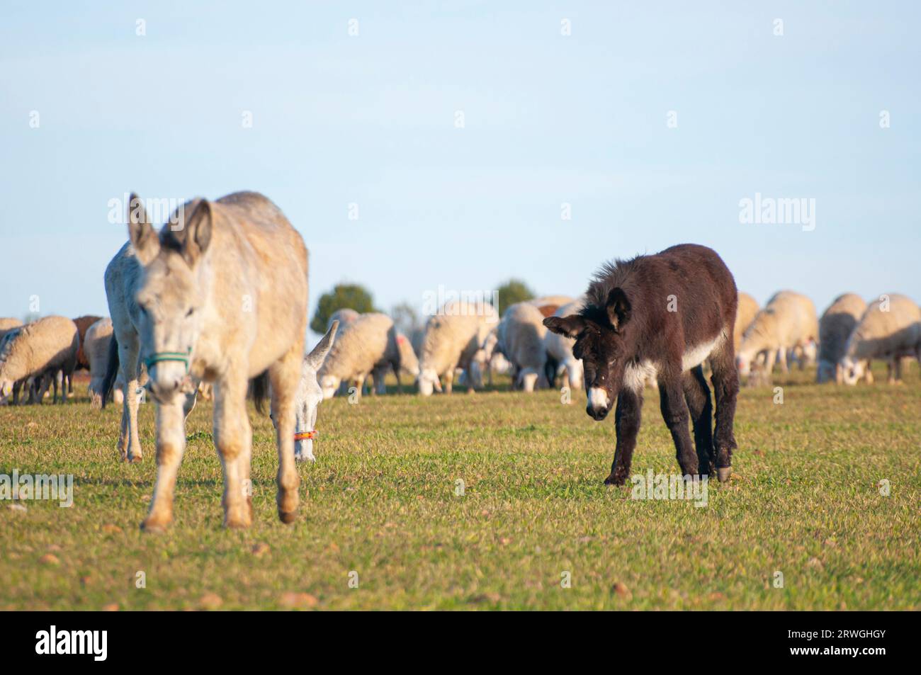 Sunlit meadow, donkeys amidst wheat, tranquil rural setting. Nature and ...