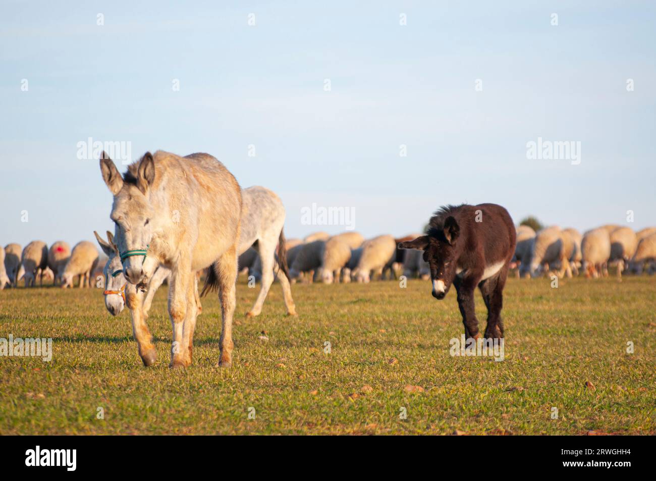 Equestrian beauty, donkeys in pastoral setting. Summer harvest, wheat ...