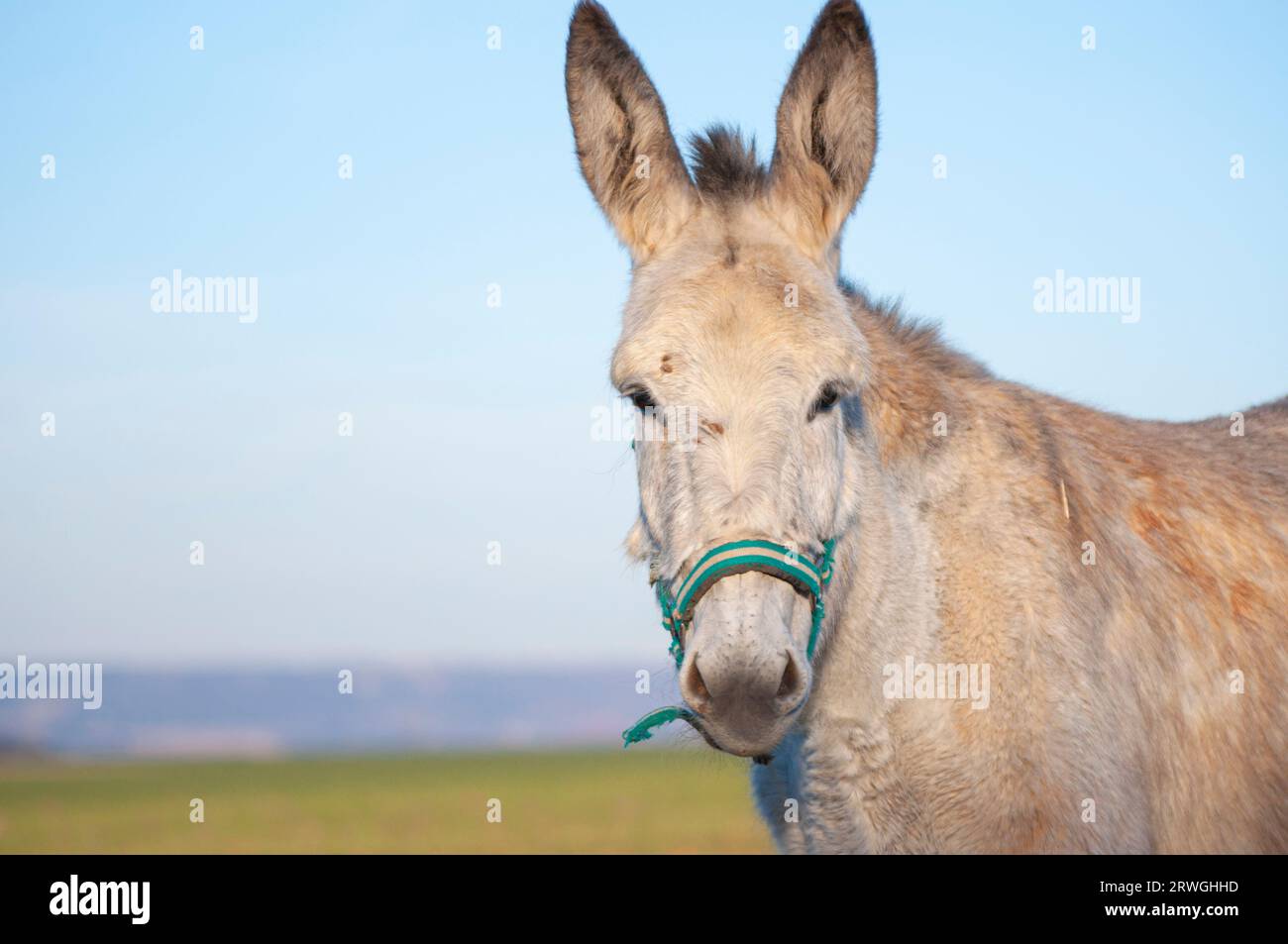 Equestrian beauty, donkeys in pastoral setting. Summer harvest, wheat ...