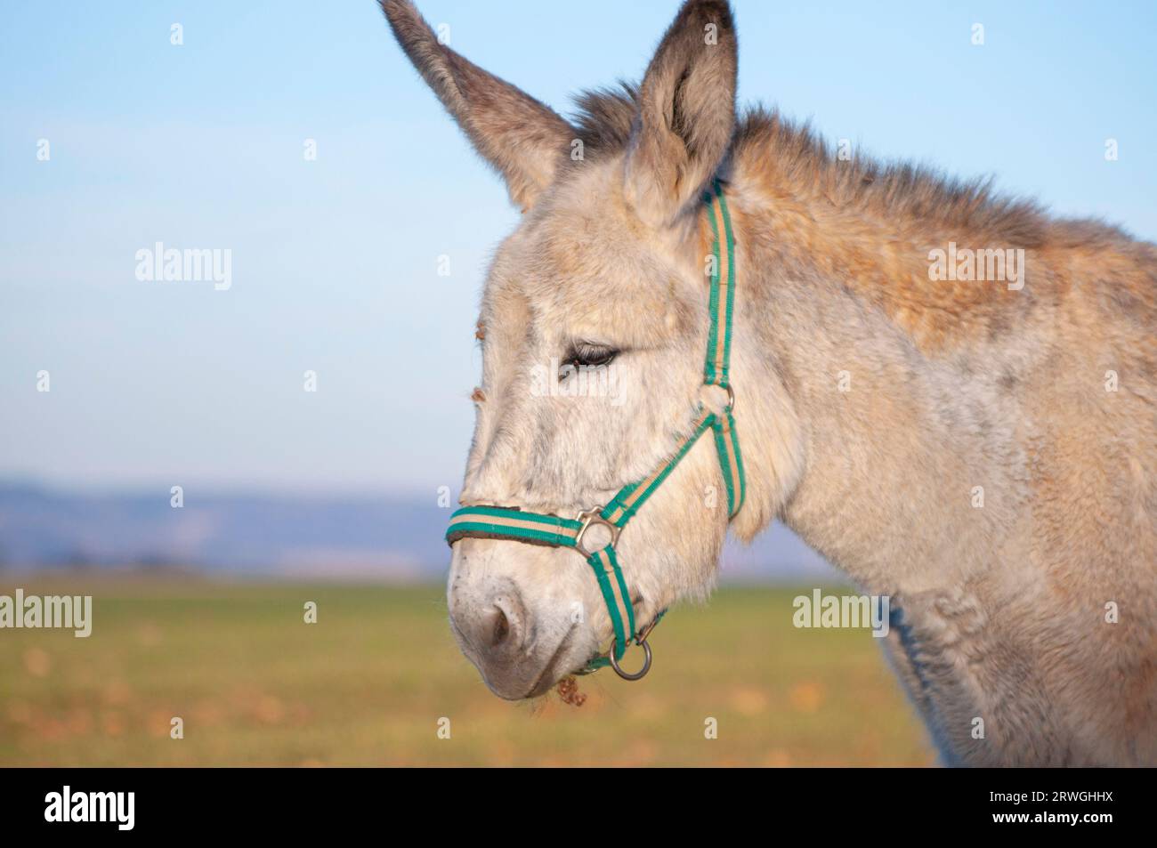 Glowing horizon, donkeys silhouetted against golden crops. Rustic charm ...