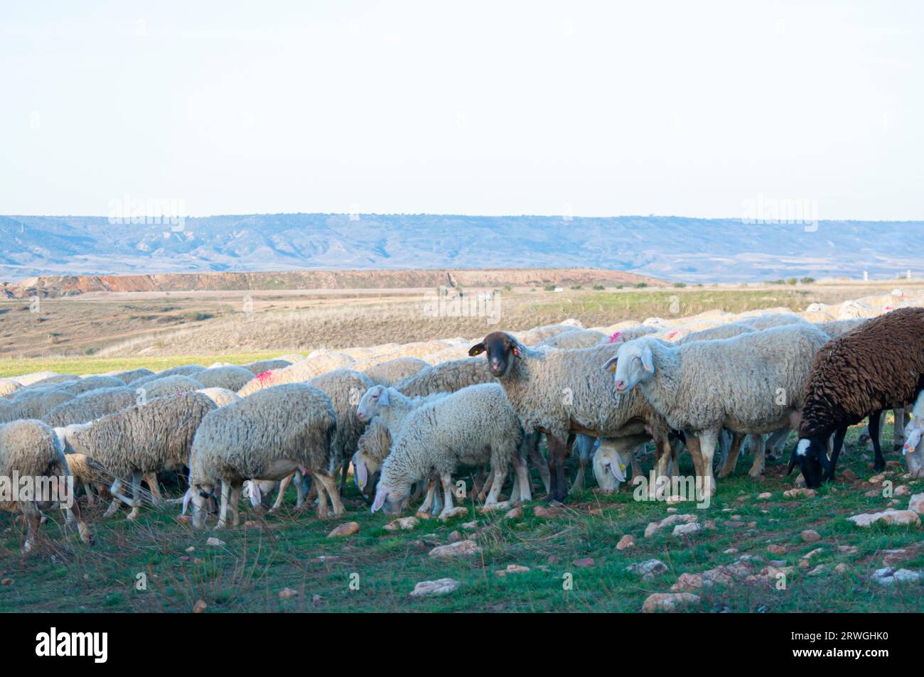 Flock of sheep, shepherd dog guarding. Mediterranean hills, traditional ...