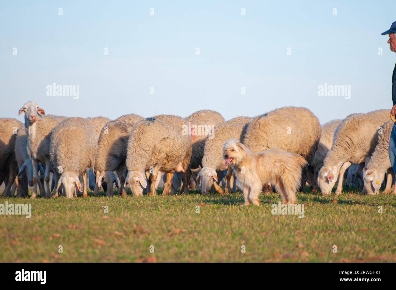 Flock of sheep, shepherd dog guarding. Mediterranean hills, traditional ...