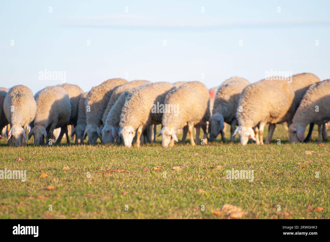 Flock of sheep, shepherd dog guarding. Mediterranean hills, traditional ...
