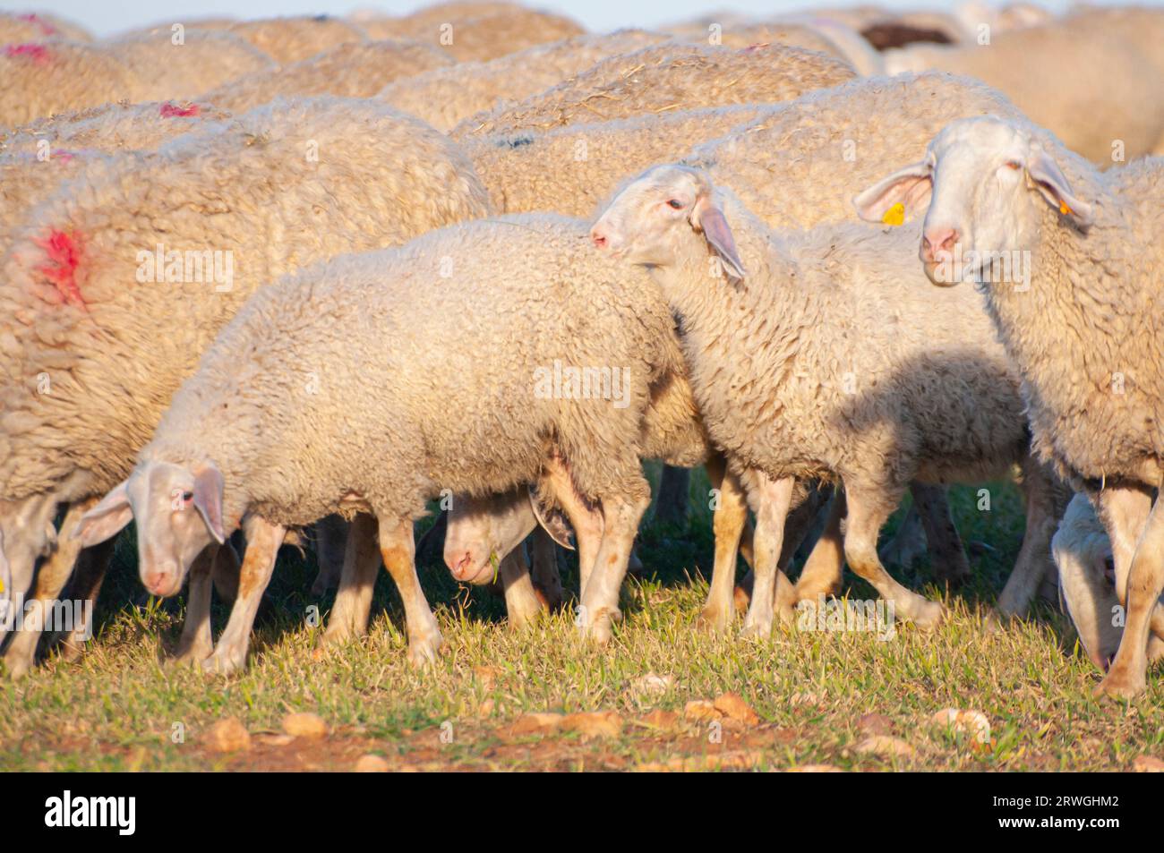 Flock of sheep, shepherd dog guarding. Mediterranean hills, traditional ...