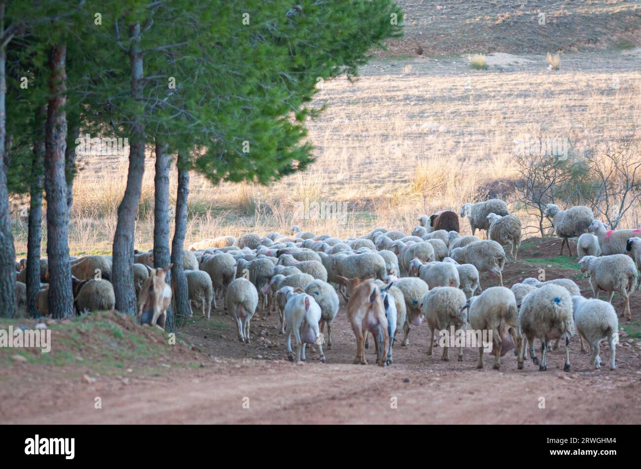 Flock of sheep, shepherd dog guarding. Mediterranean hills, traditional ...