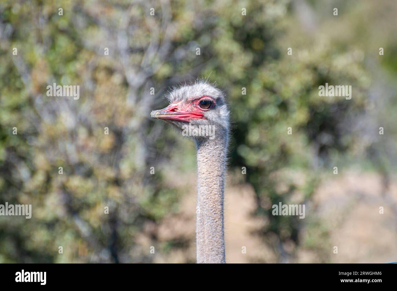 Detailed close-up, showcasing nature's design. Intricate patterns, soft ...
