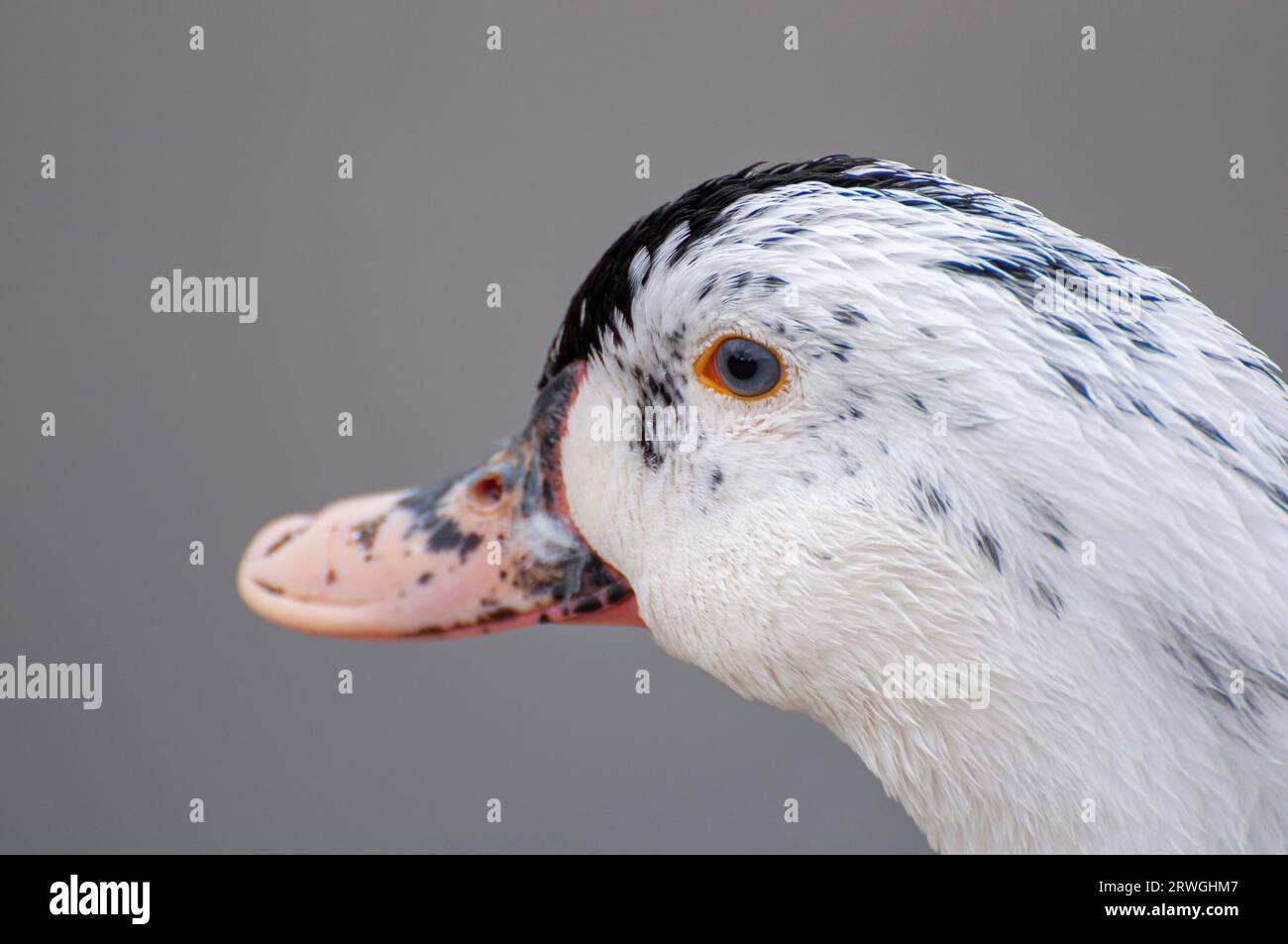 Graceful duck, shimmering reflection below. A calm river scene ...