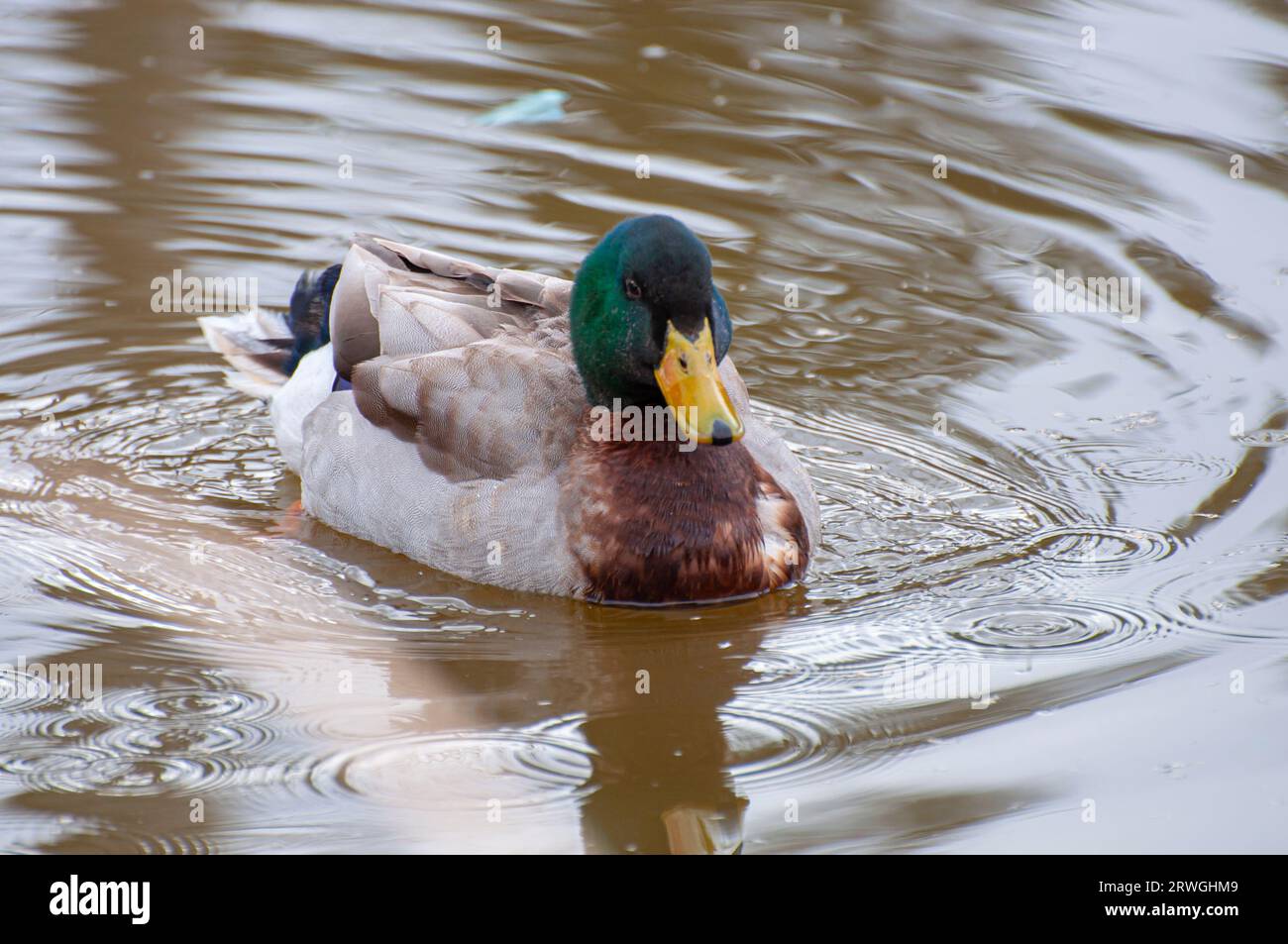 Graceful duck, shimmering reflection below. A calm river scene ...