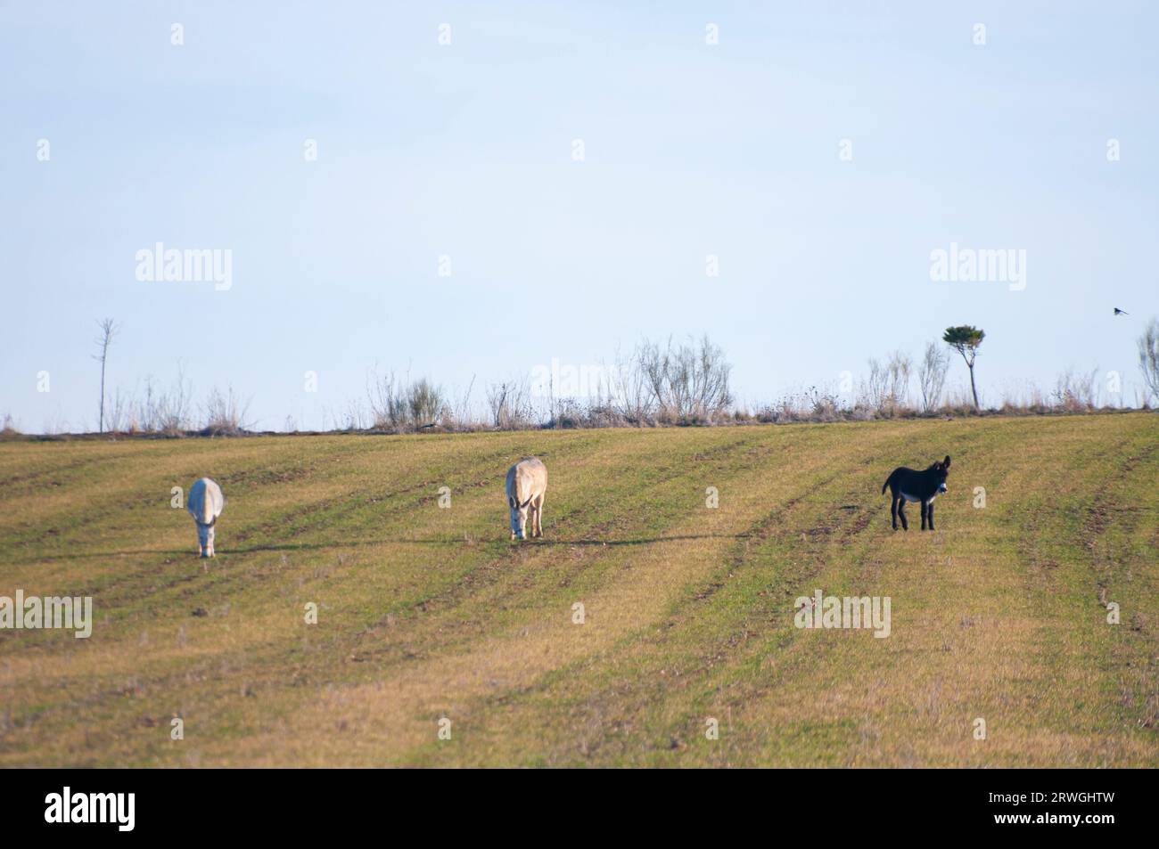 Equestrian beauty, donkeys in pastoral setting. Summer harvest, wheat ...