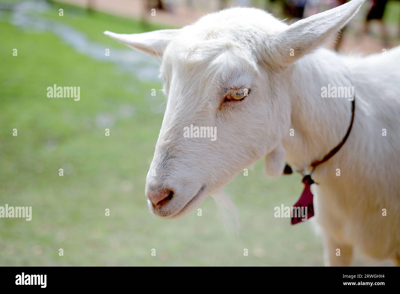Goat farm australia hi-res stock photography and images - Alamy