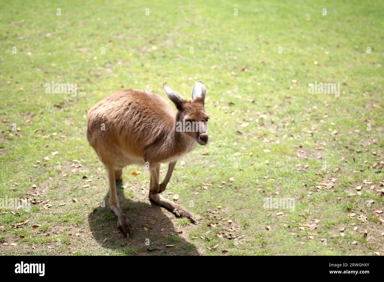 Farm animal australia hi-res stock photography and images - Alamy