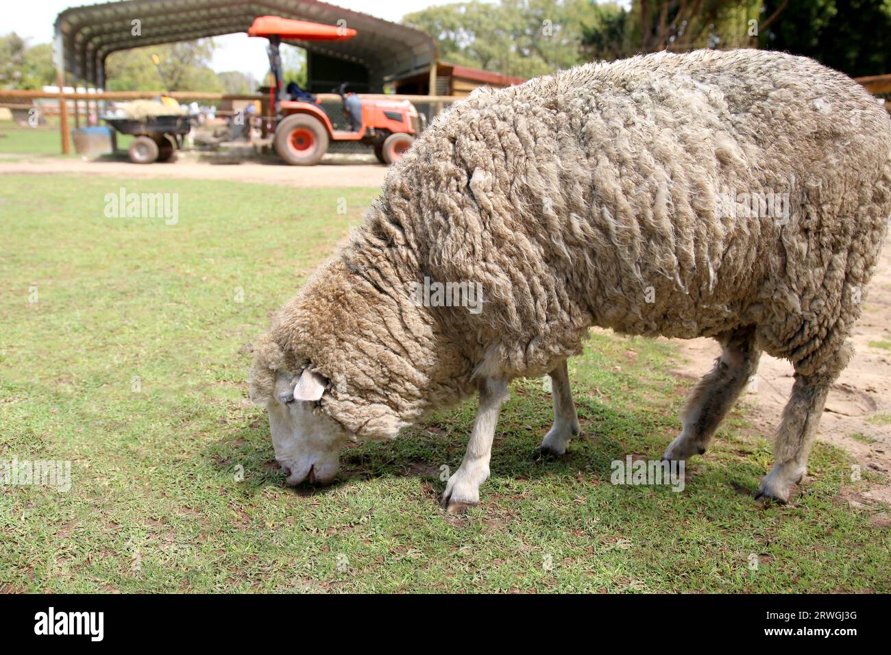 Australia tractor sheep hi-res stock photography and images - Alamy