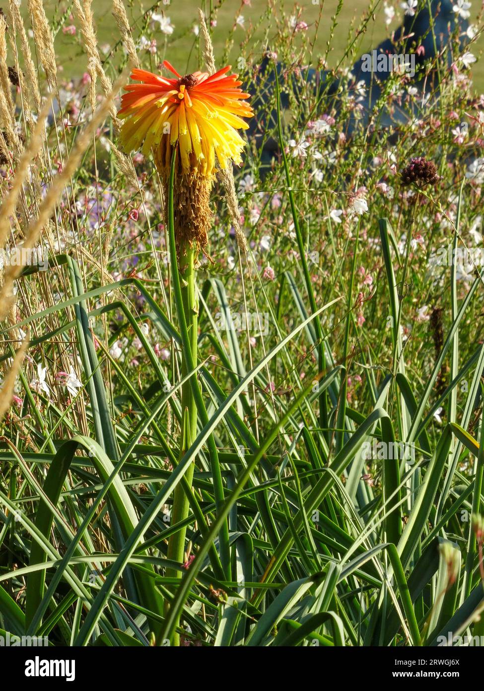 Garden pots flowers butterflies hi-res stock photography and images - Alamy