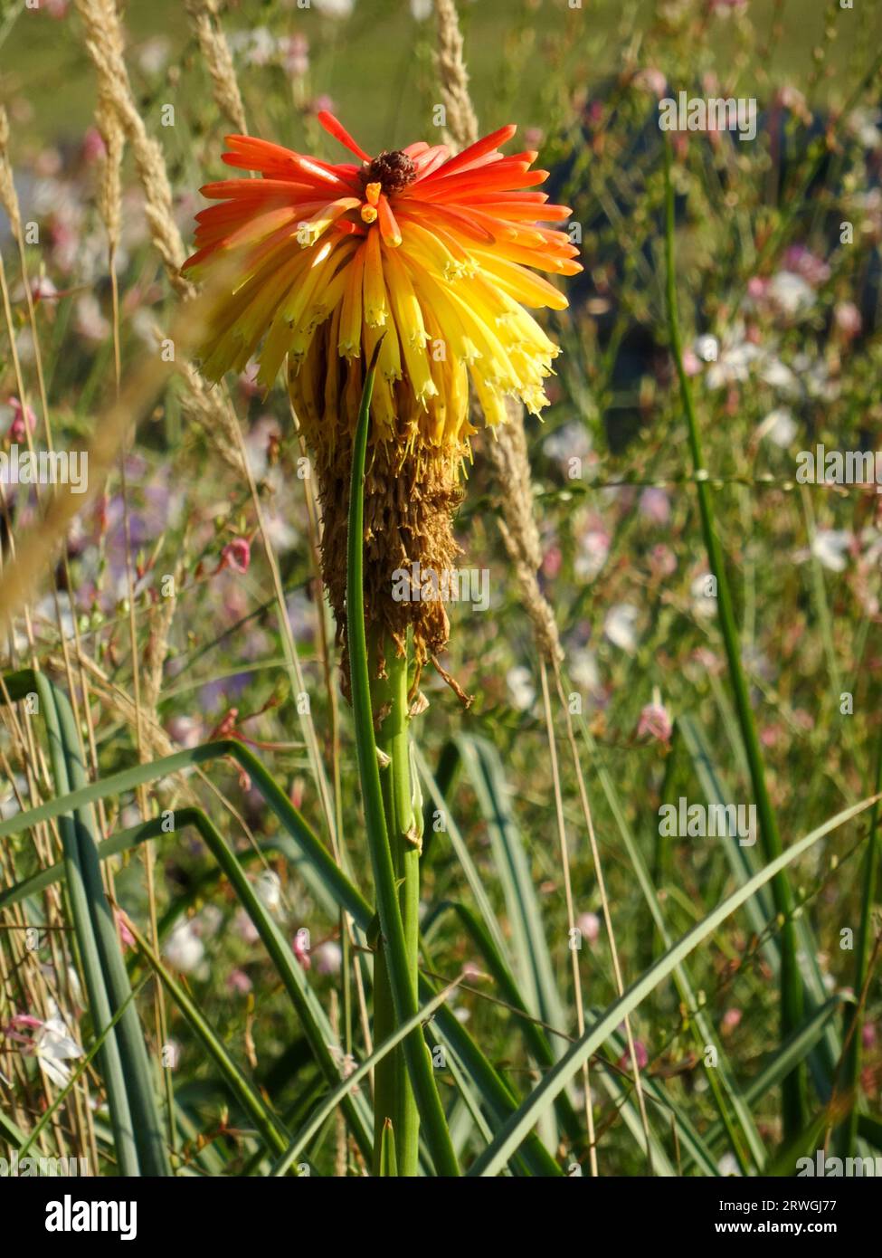 Natural close up flowering plant portrait of the enchanting Kniphofia ...