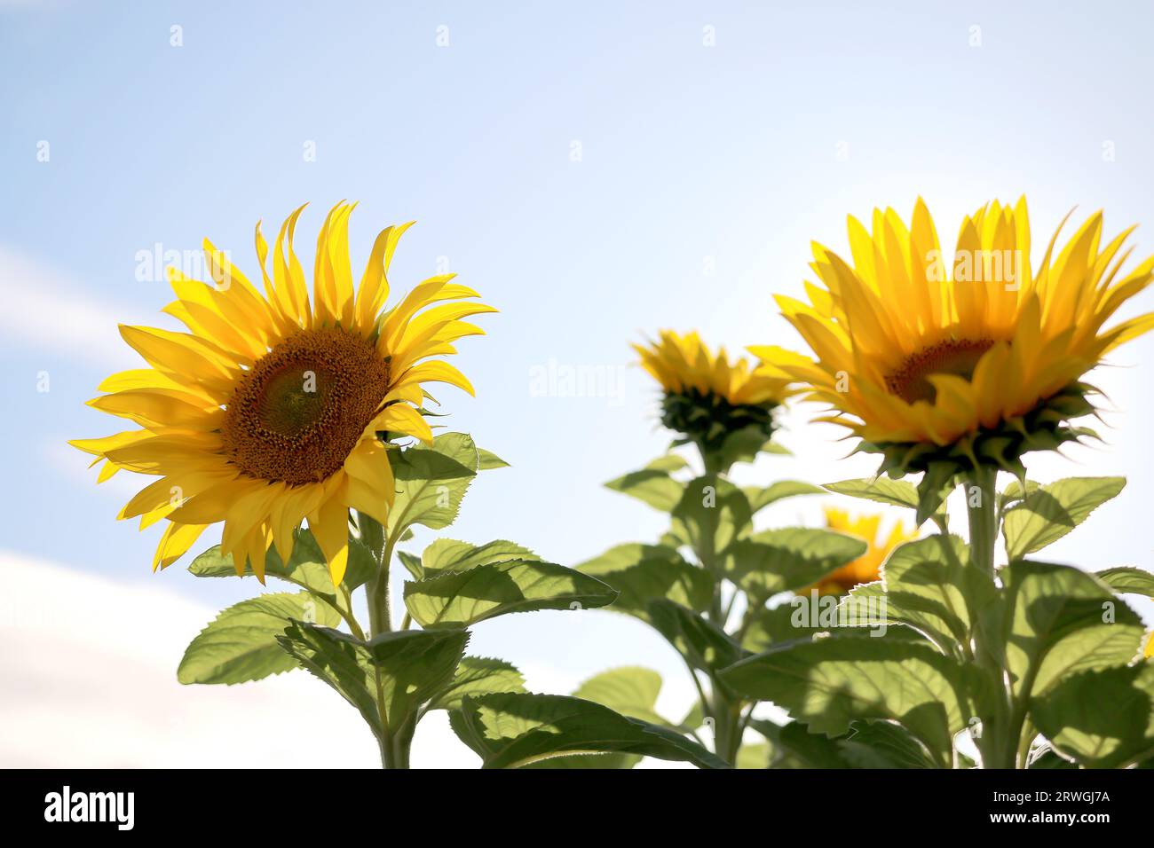 Closeup of spring sunflowers hi-res stock photography and images - Alamy