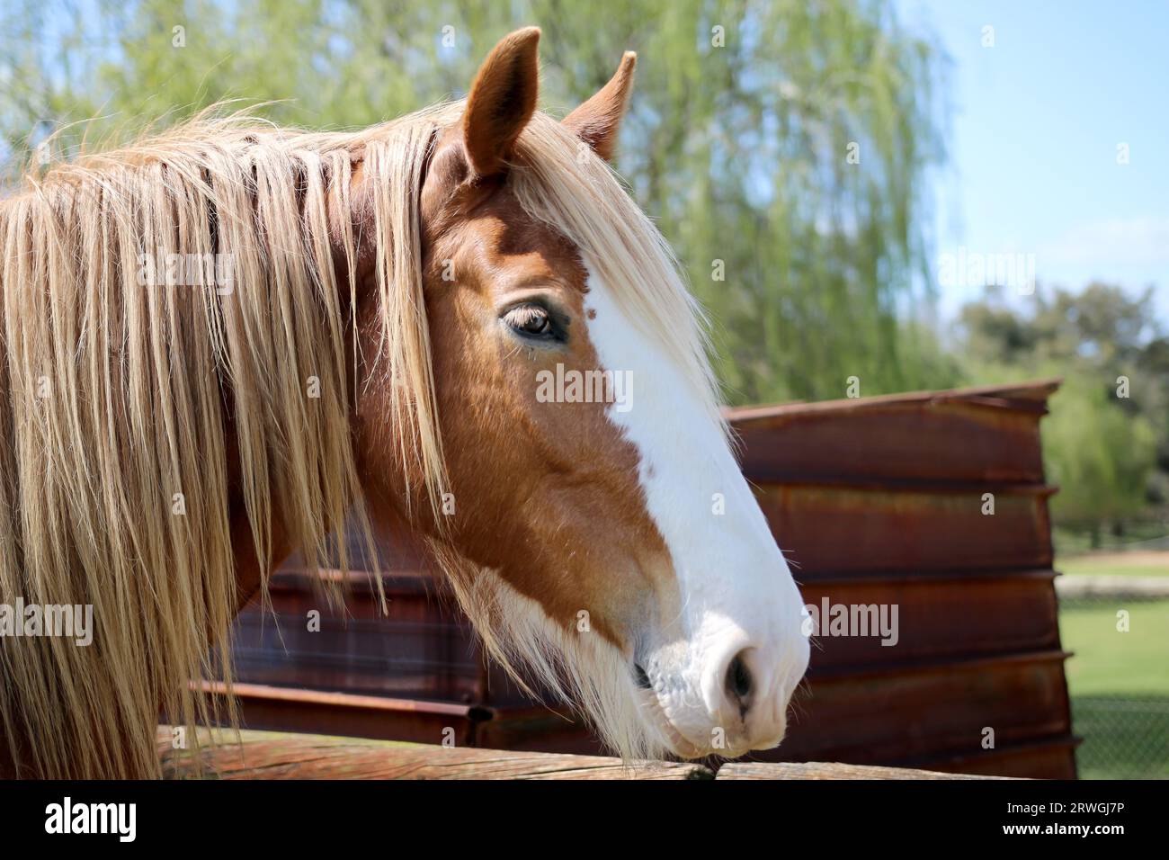 Farm animals beautiful horse hi-res stock photography and images - Alamy