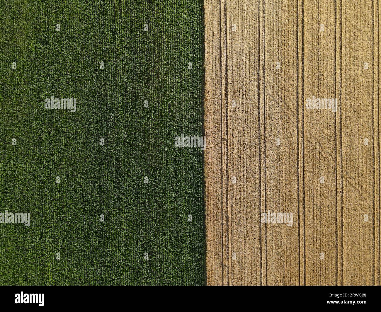 Cornfields from above hi-res stock photography and images - Alamy