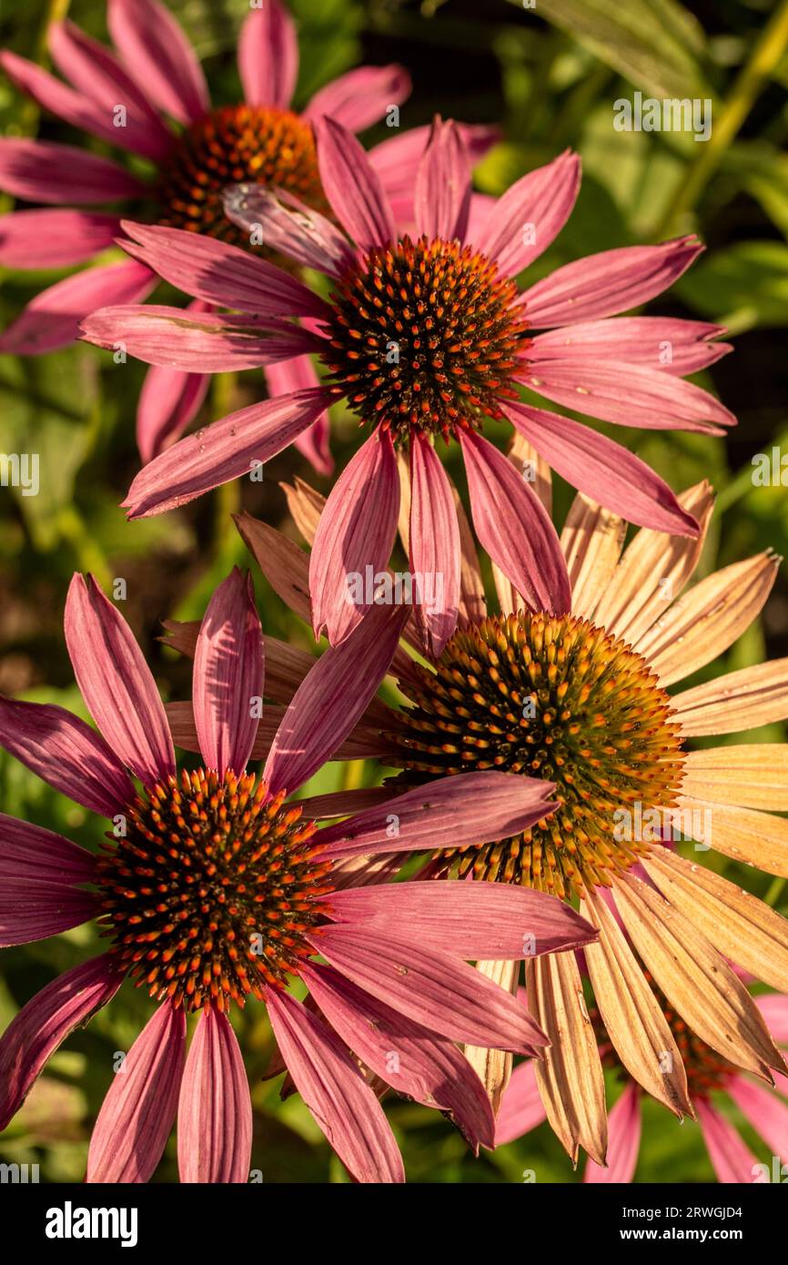 Natural close up flowering plant portrait of Echinacea Purpurea ...