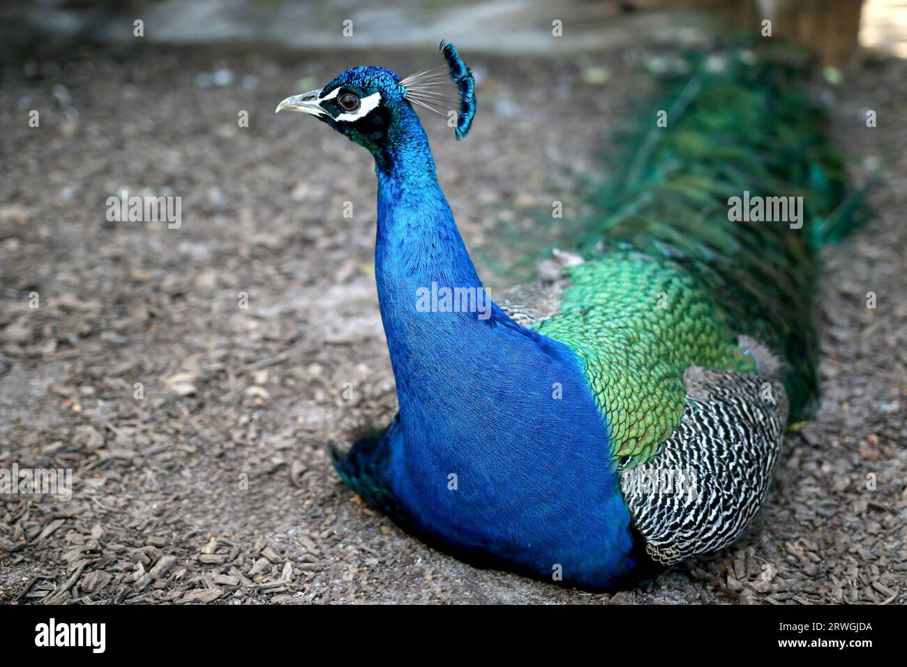 Real peacock hi-res stock photography and images - Alamy