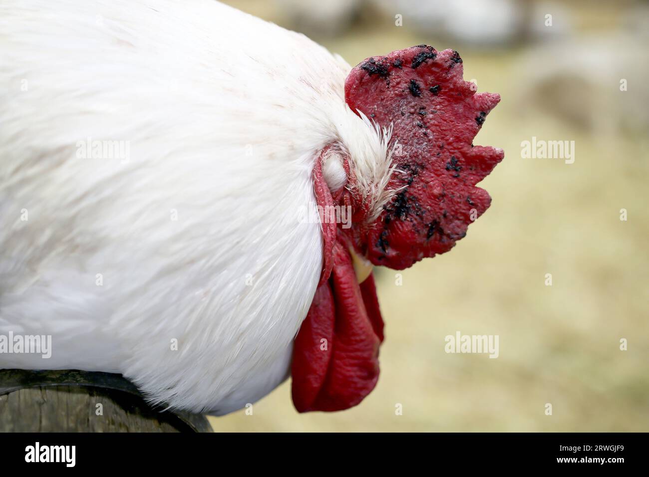White Hen Asleep on the Farm Stock Photo - Alamy